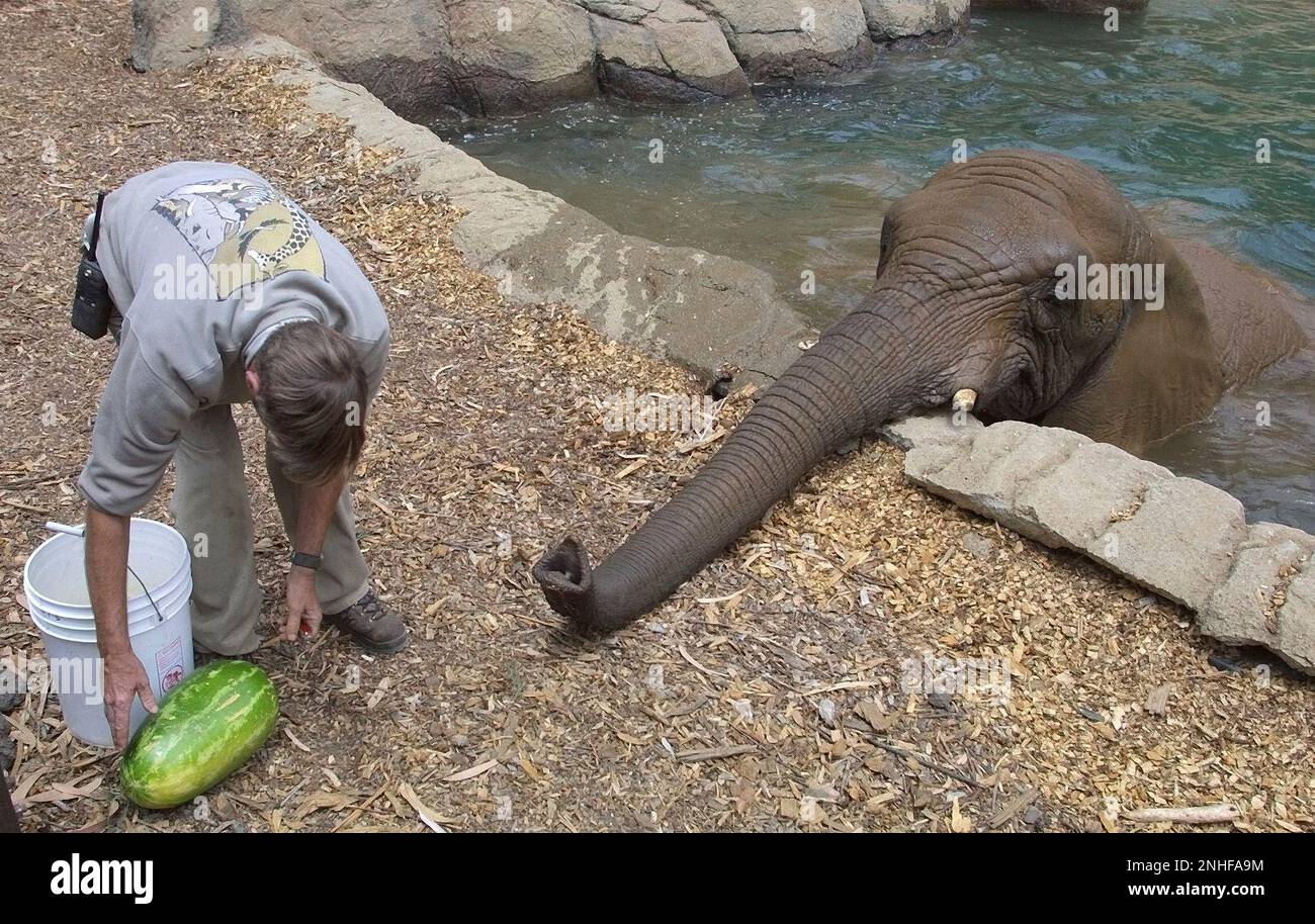 ELEPHANT13C-C-12JUL01-MT-MAC Oakland Zoo's 24 year old African Elephant ...