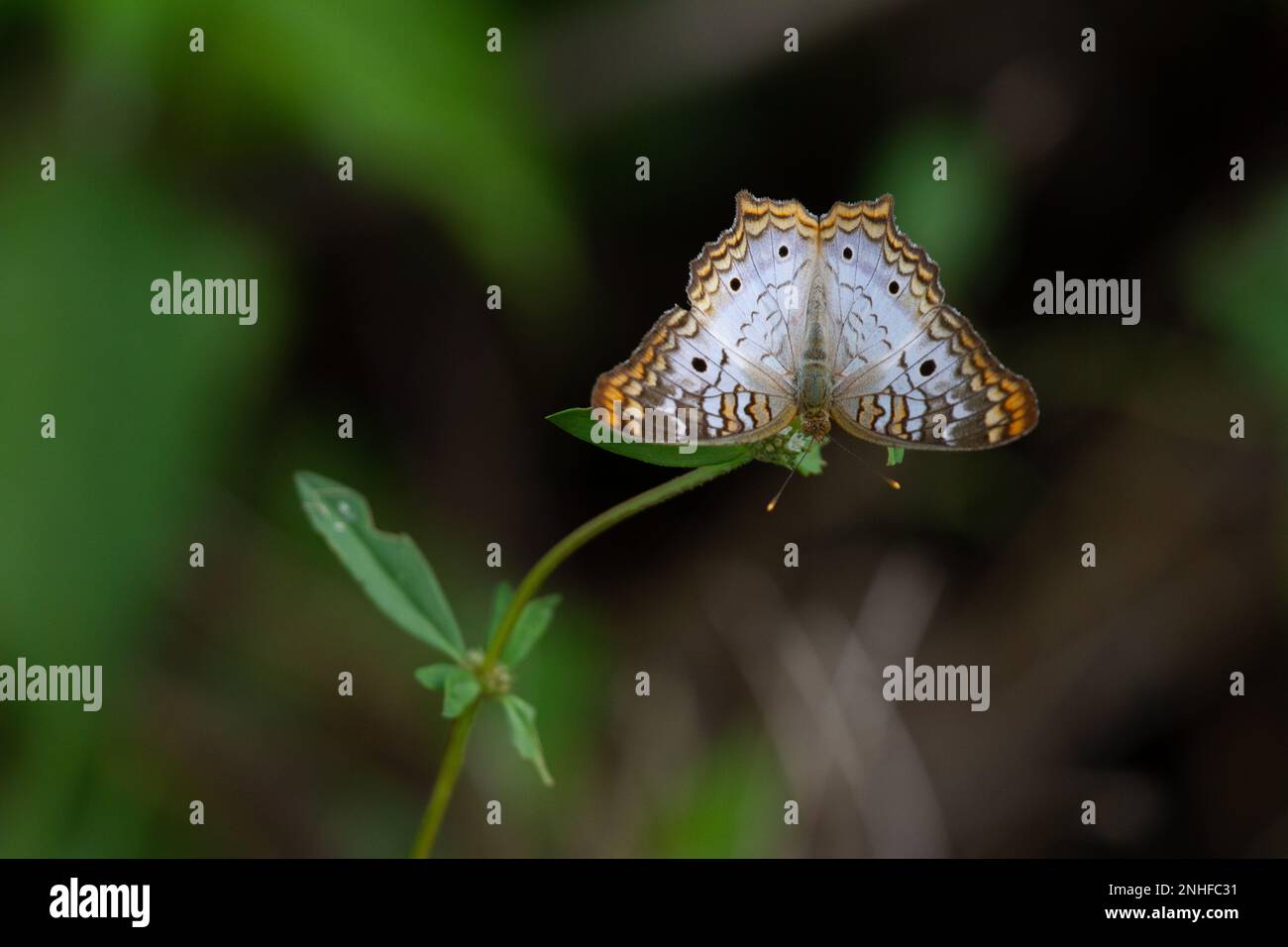 White Peacock Anartia-jatrophae butterfly that landed on a small plant ...
