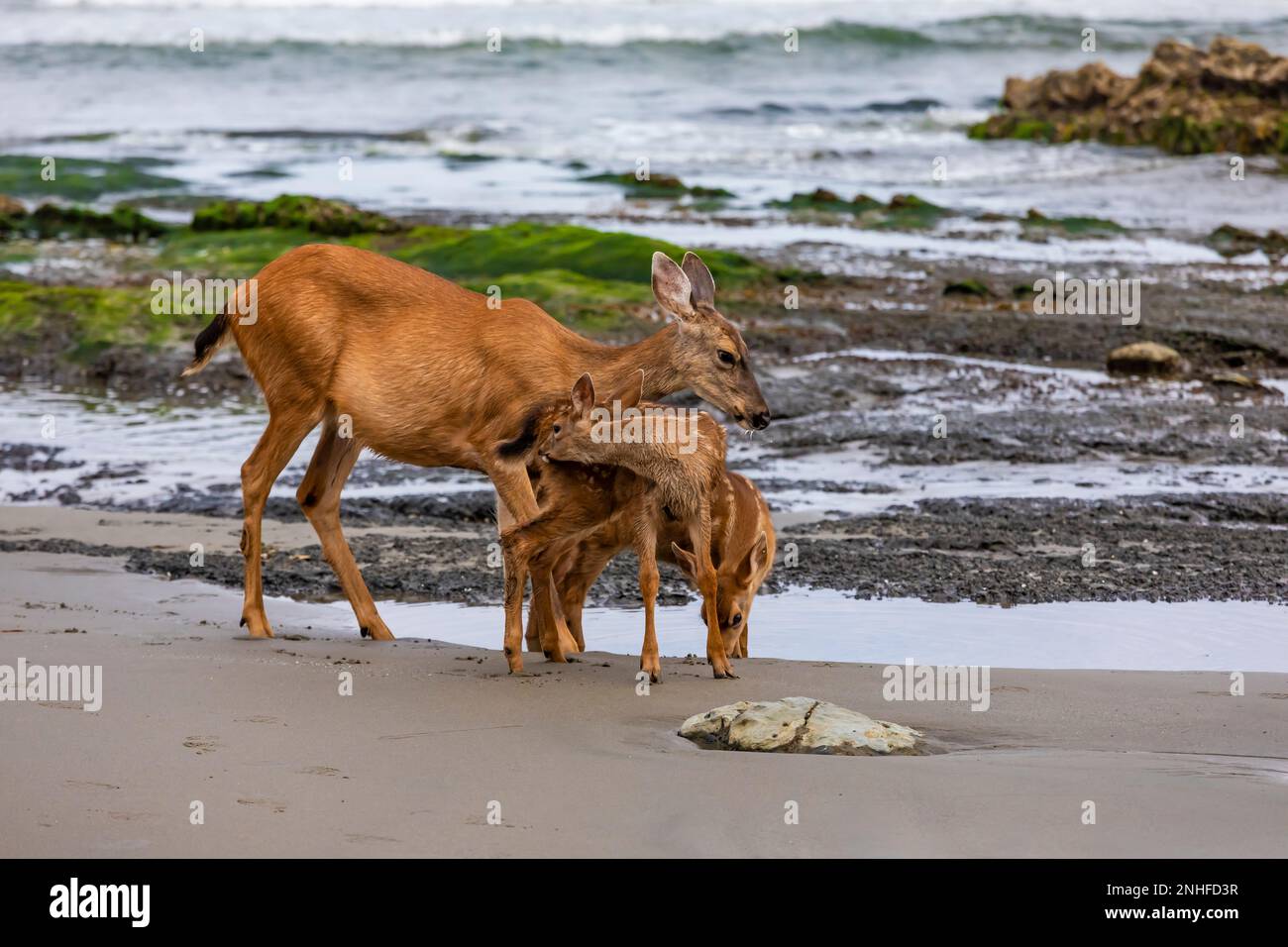 Columbian Blacktail Deer, Odocoileus hemionus columbianus, doe with ...