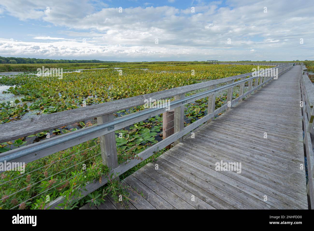 Part of the boardwalk at Point Pelee National Park at the southernmost ...
