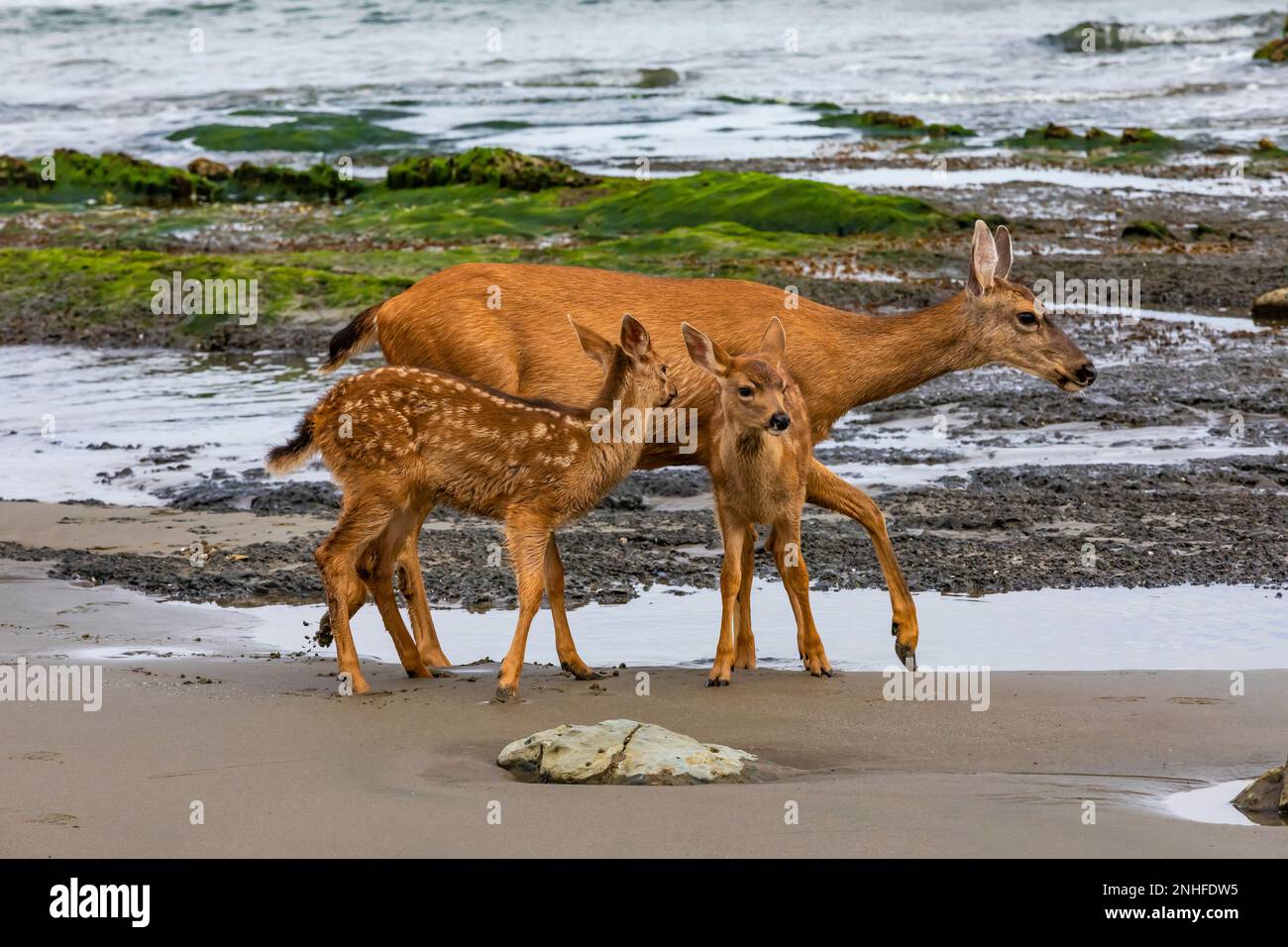 Columbian Blacktail Deer, Odocoileus hemionus columbianus, doe with ...