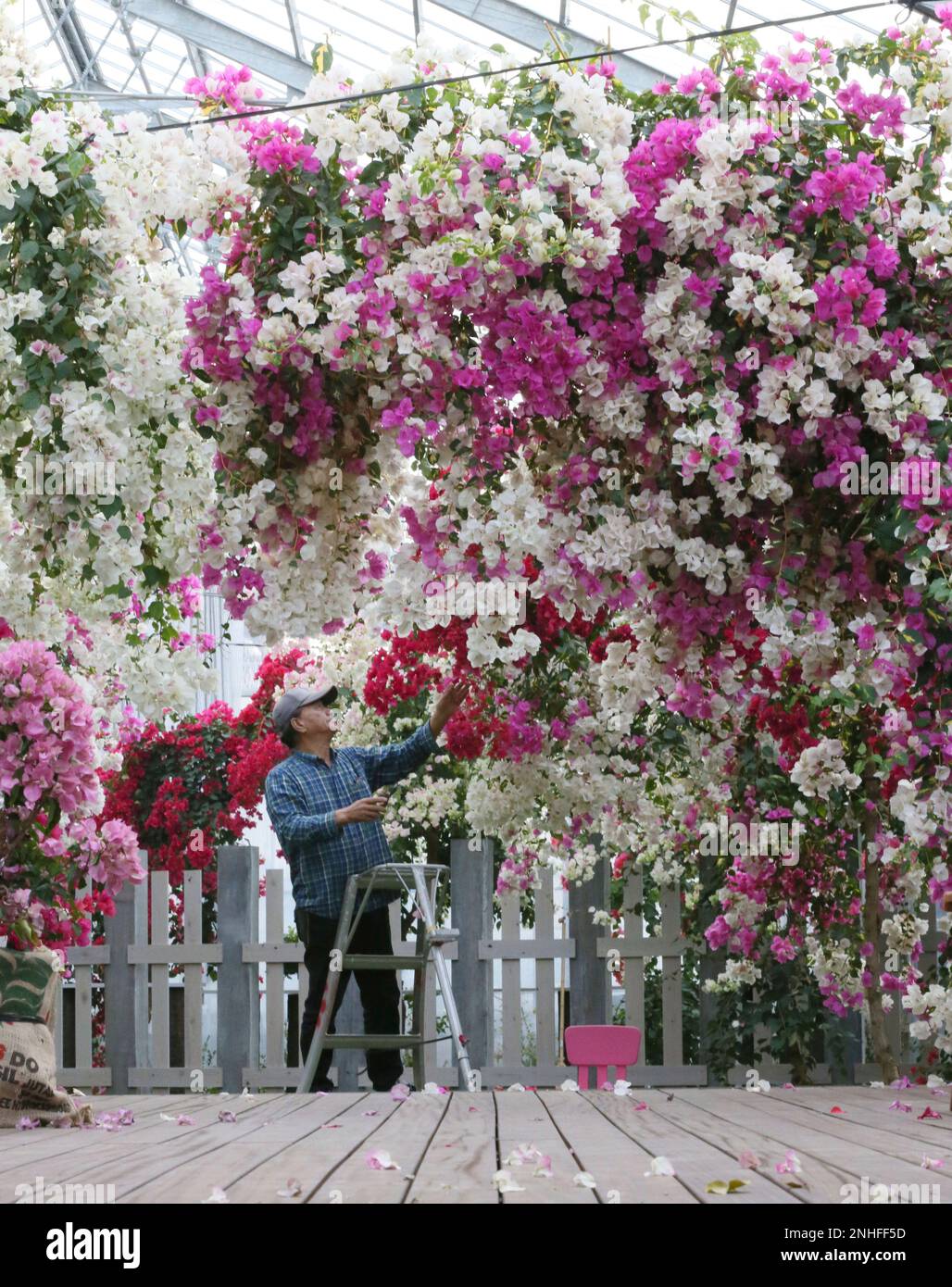 A floriculture grows of Bougainvillea in the greenhouse at Kurume Bugen ...