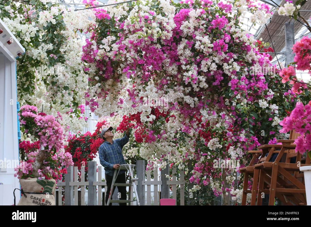 A floriculture grows of Bougainvillea in the greenhouse at Kurume Bugen ...