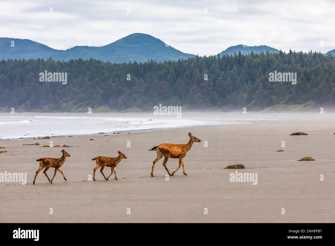 Columbian Blacktail Deer, Odocoileus hemionus columbianus, doe with ...