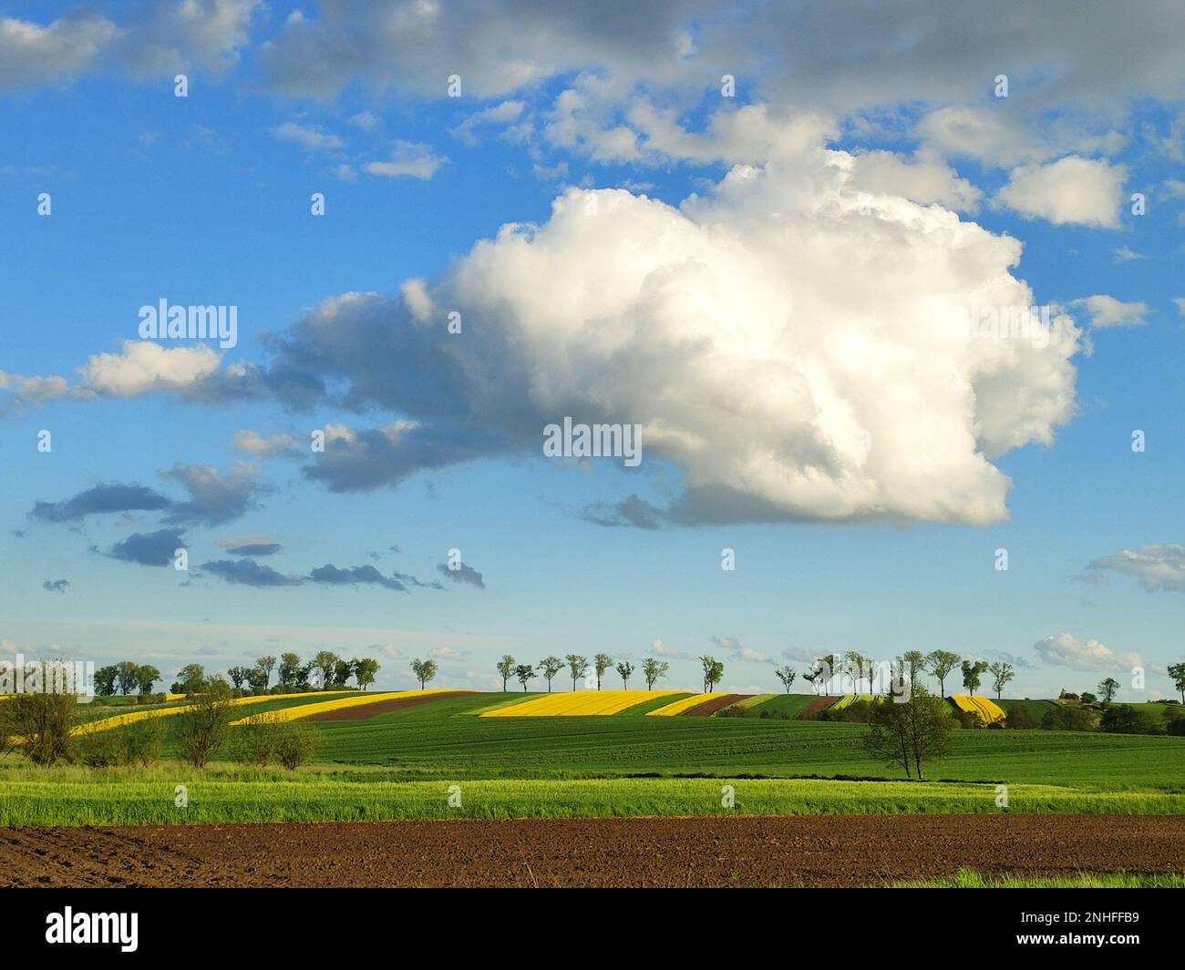 Big cloud over spring rural landscape of rapeseed fields in Poland ...