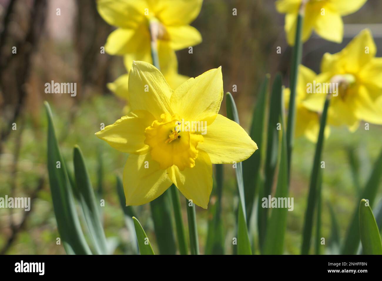 Yellow daffodil Narcissus jonquilla flowers growing in the garden ...
