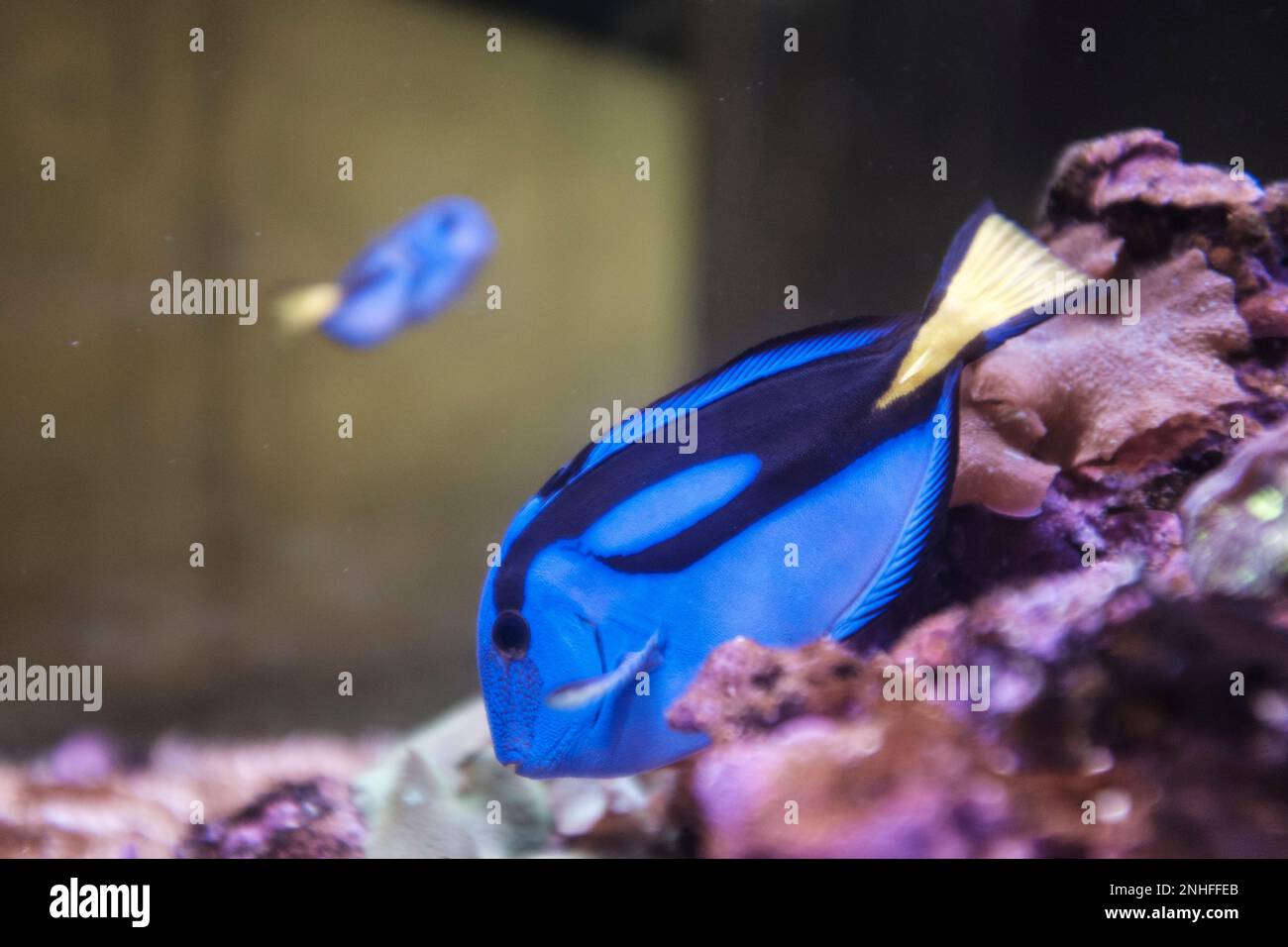 Blue tang fish with neon lights swimming underwater on a fish tank ...
