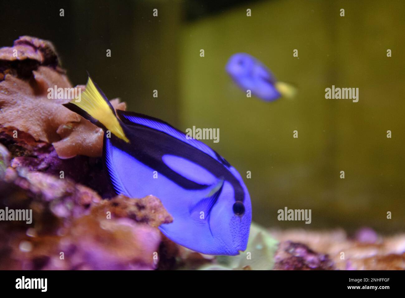 Blue tang fish with neon lights swimming underwater on a fish tank ...