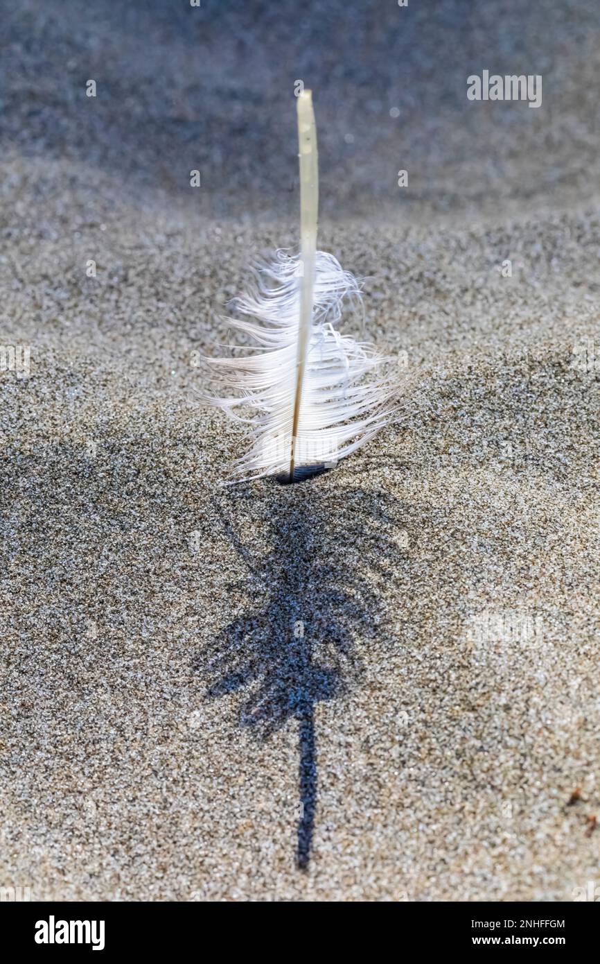 Feather with shadow on sandy Shi Shi Beach in Olympic National Park ...