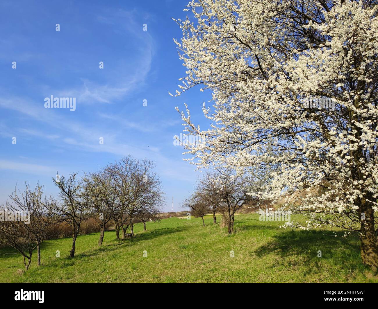 Blooming tree spring rural landscape in Poland Stock Photo - Alamy