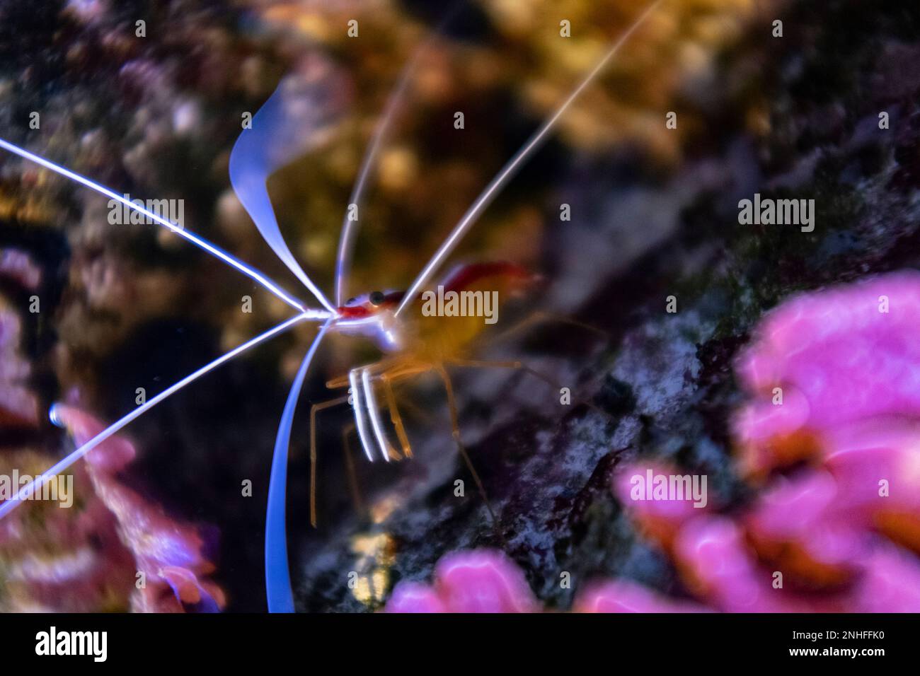 Tiny cleaner shrimp with long white antennas underwater close up still ...