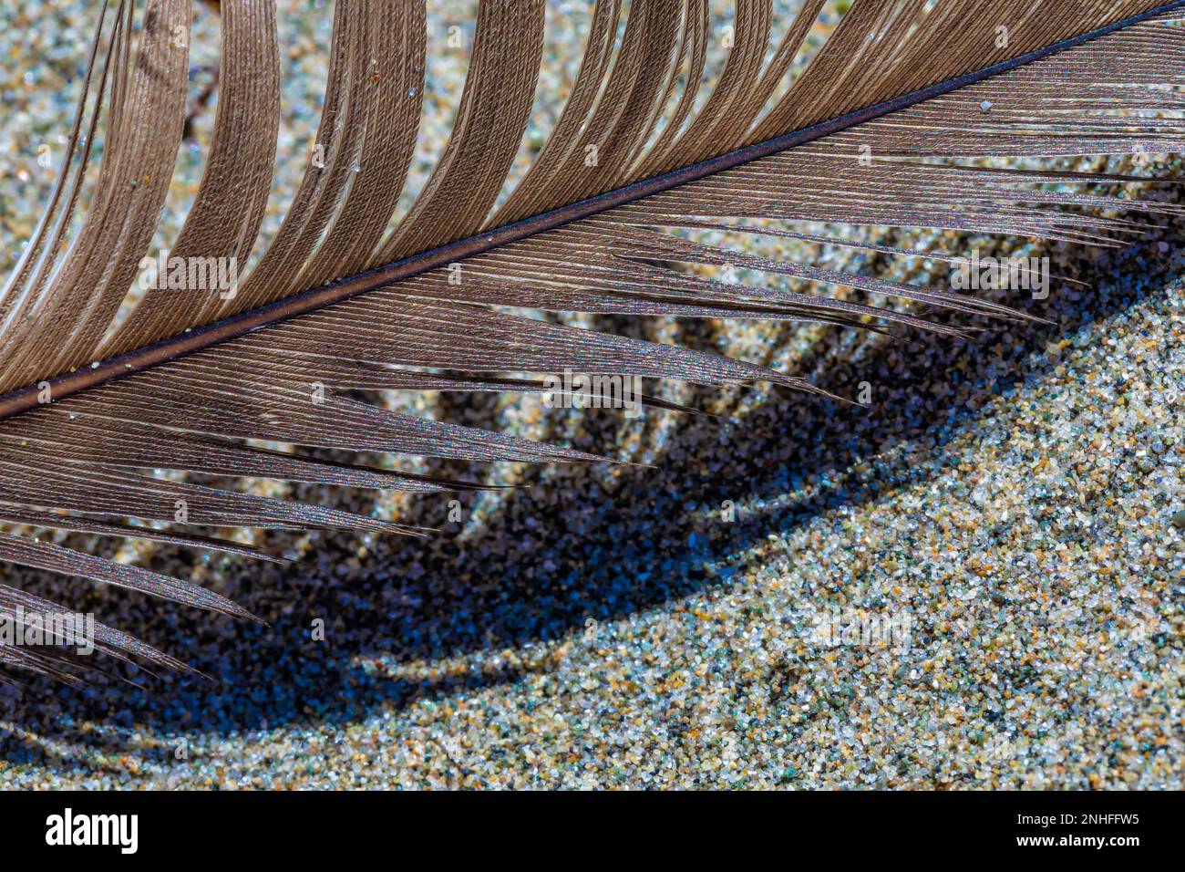 Feather with shadow on sandy Shi Shi Beach in Olympic National Park ...