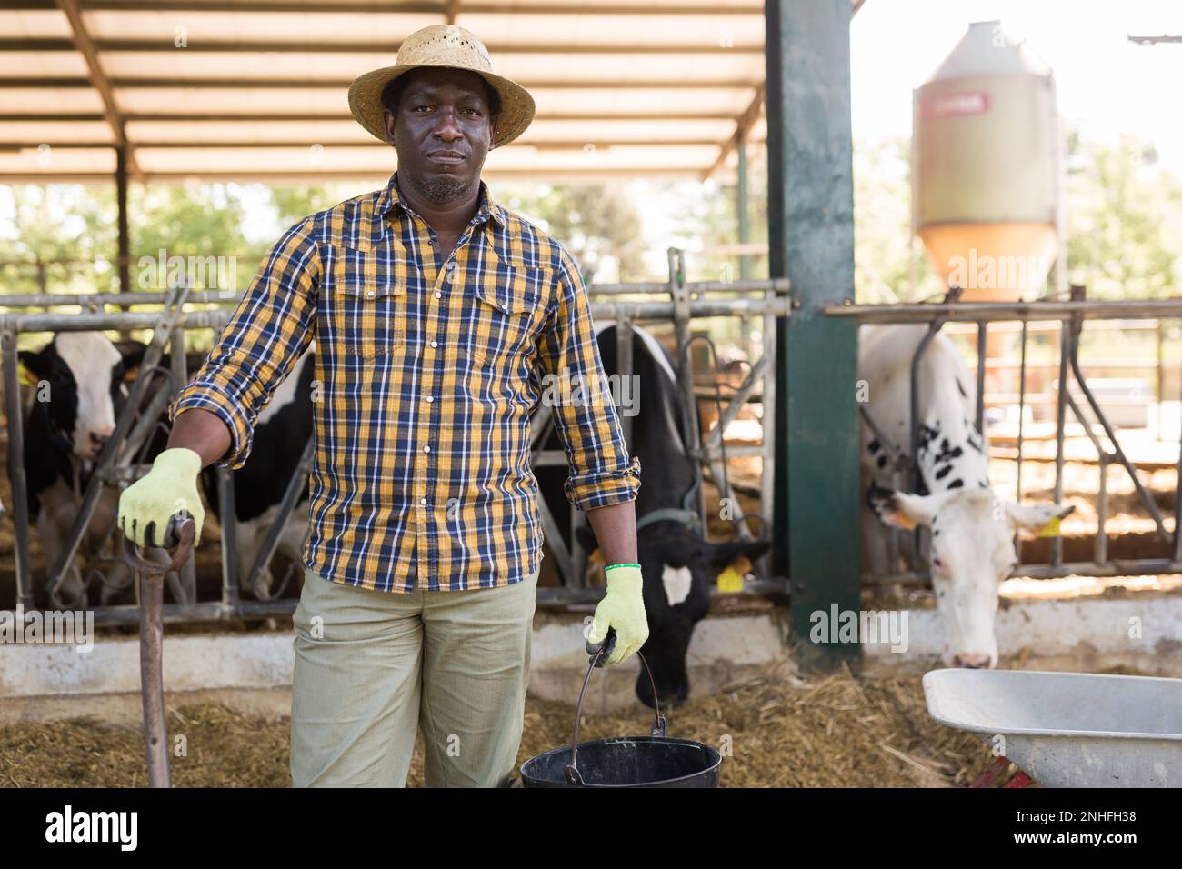 African farmer posing at the cow farm Stock Photo - Alamy