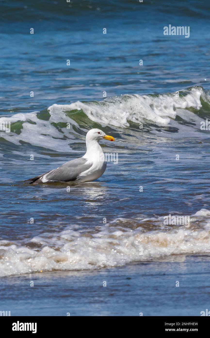Western Gull, Larus occidentalis, bathing where stream enters ocean at ...