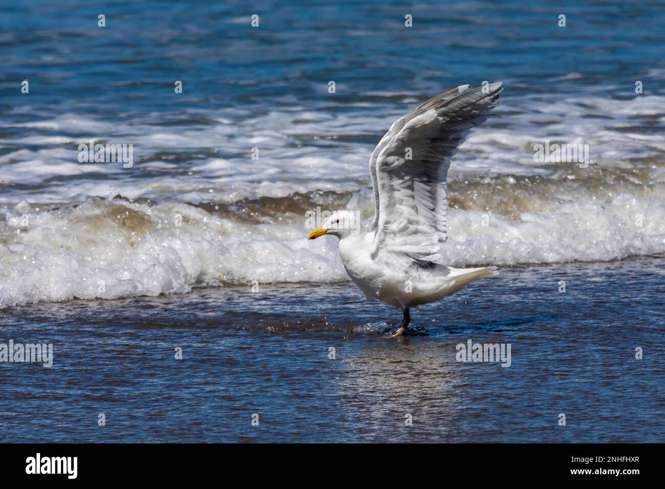 Western Gull, Larus occidentalis, bathing where stream enters ocean at ...