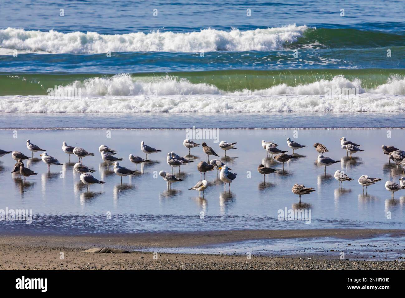 Western Gull, Larus occidentalis, flock resting where stream enters ...
