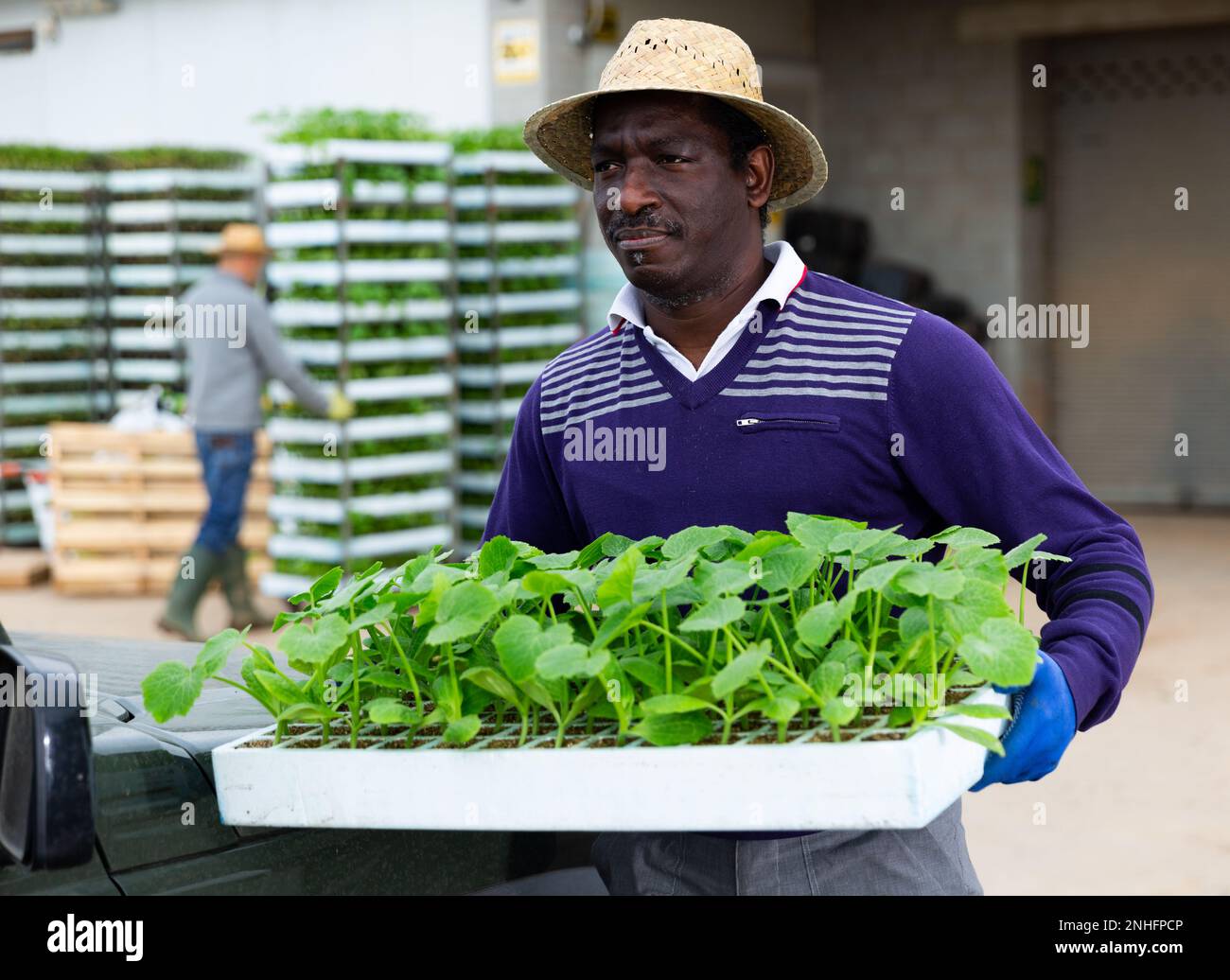 Black man seedlings hi-res stock photography and images - Alamy