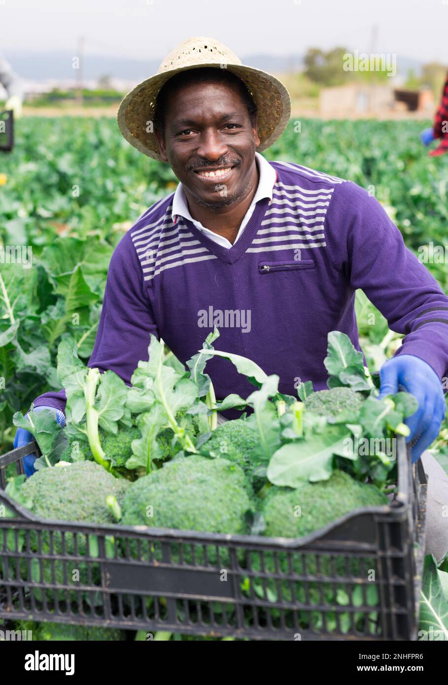 African man farmer harvesting broccoli at a farm Stock Photo - Alamy