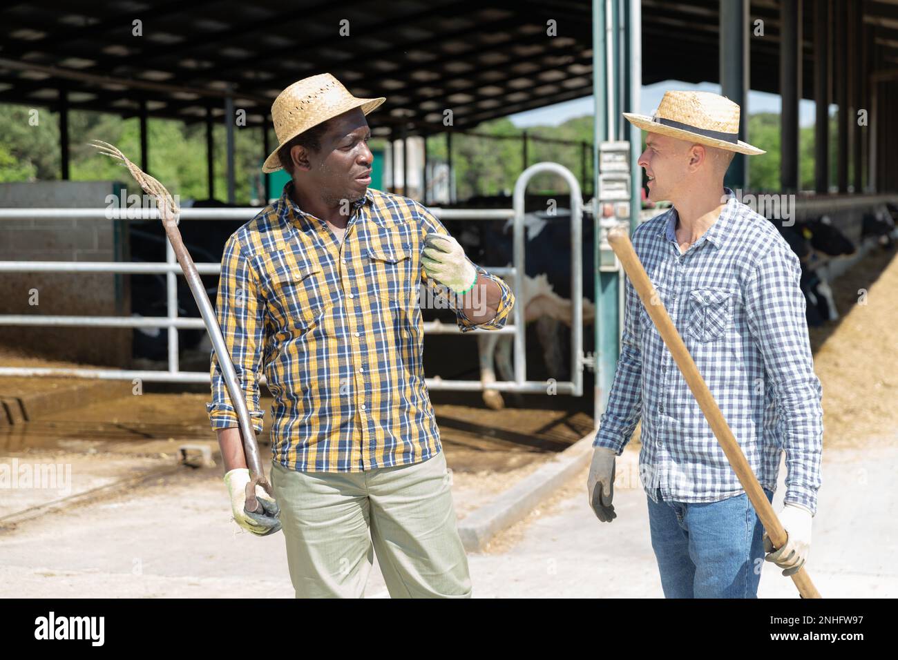 Two farmers talking during pause at cow farm Stock Photo - Alamy