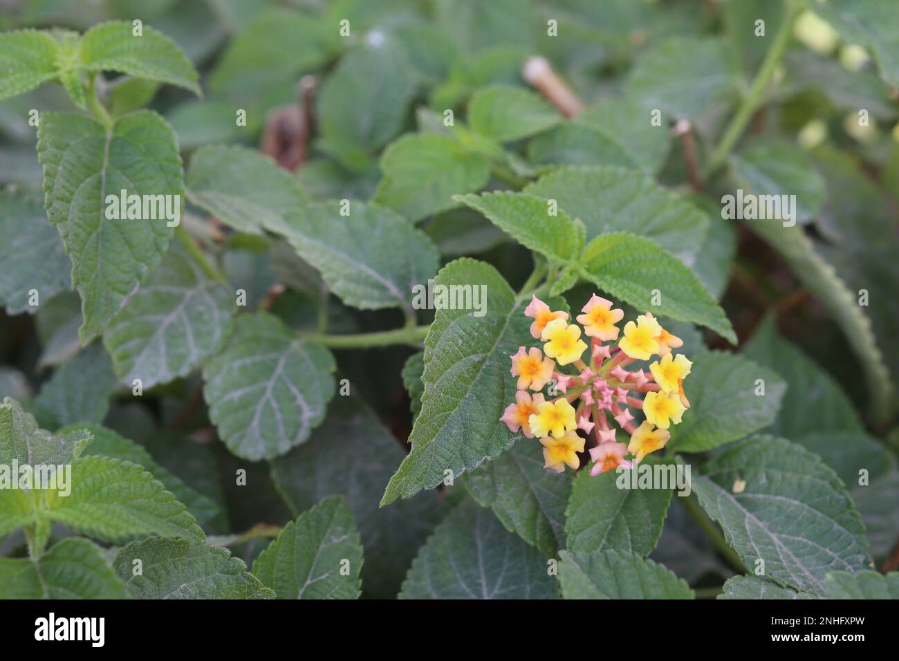 Orange and yellow roses between green leaves Stock Photo - Alamy