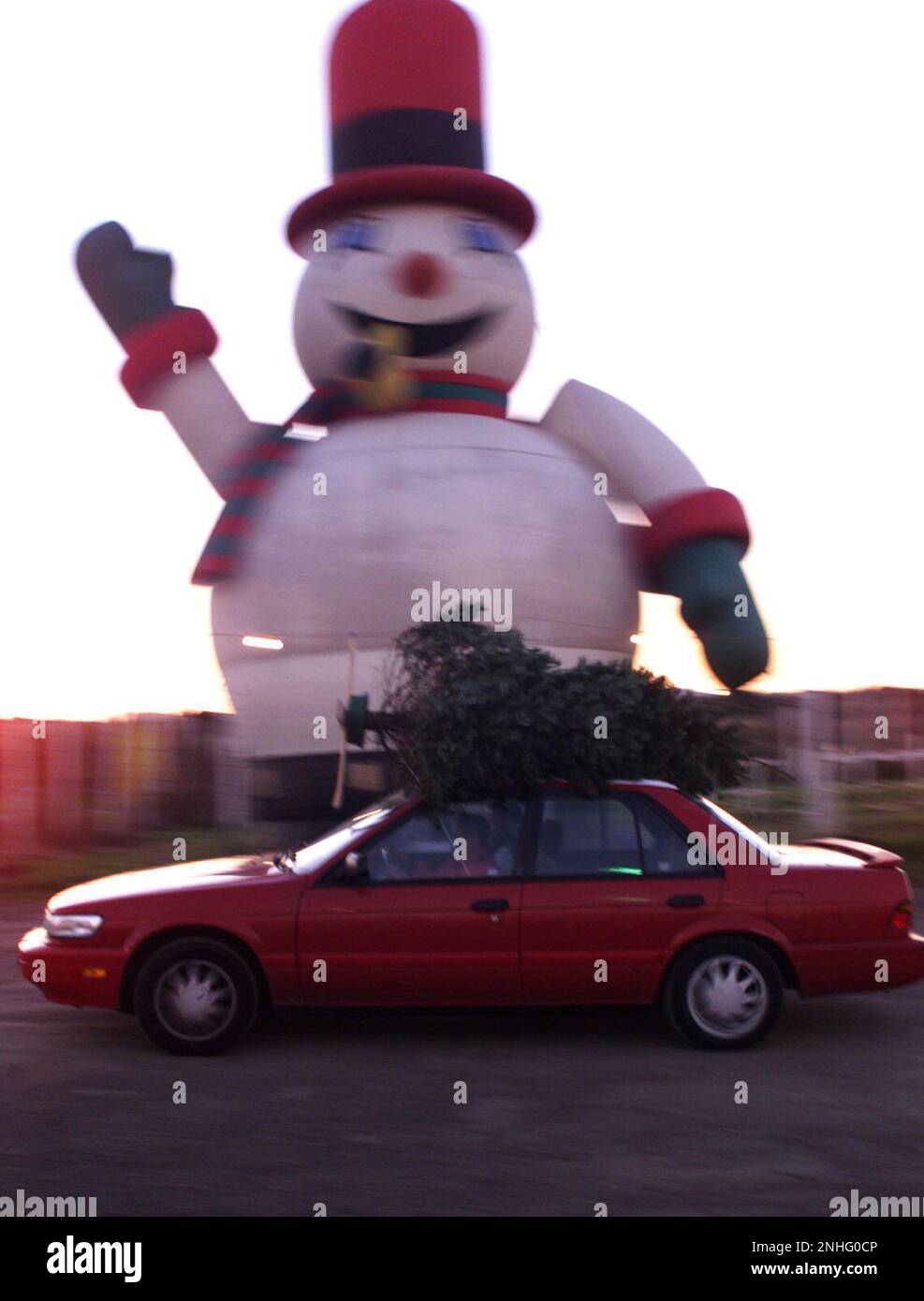 TREES 5/C/22DEC98/MN/MAC = Just two days before Christmas, people out ...