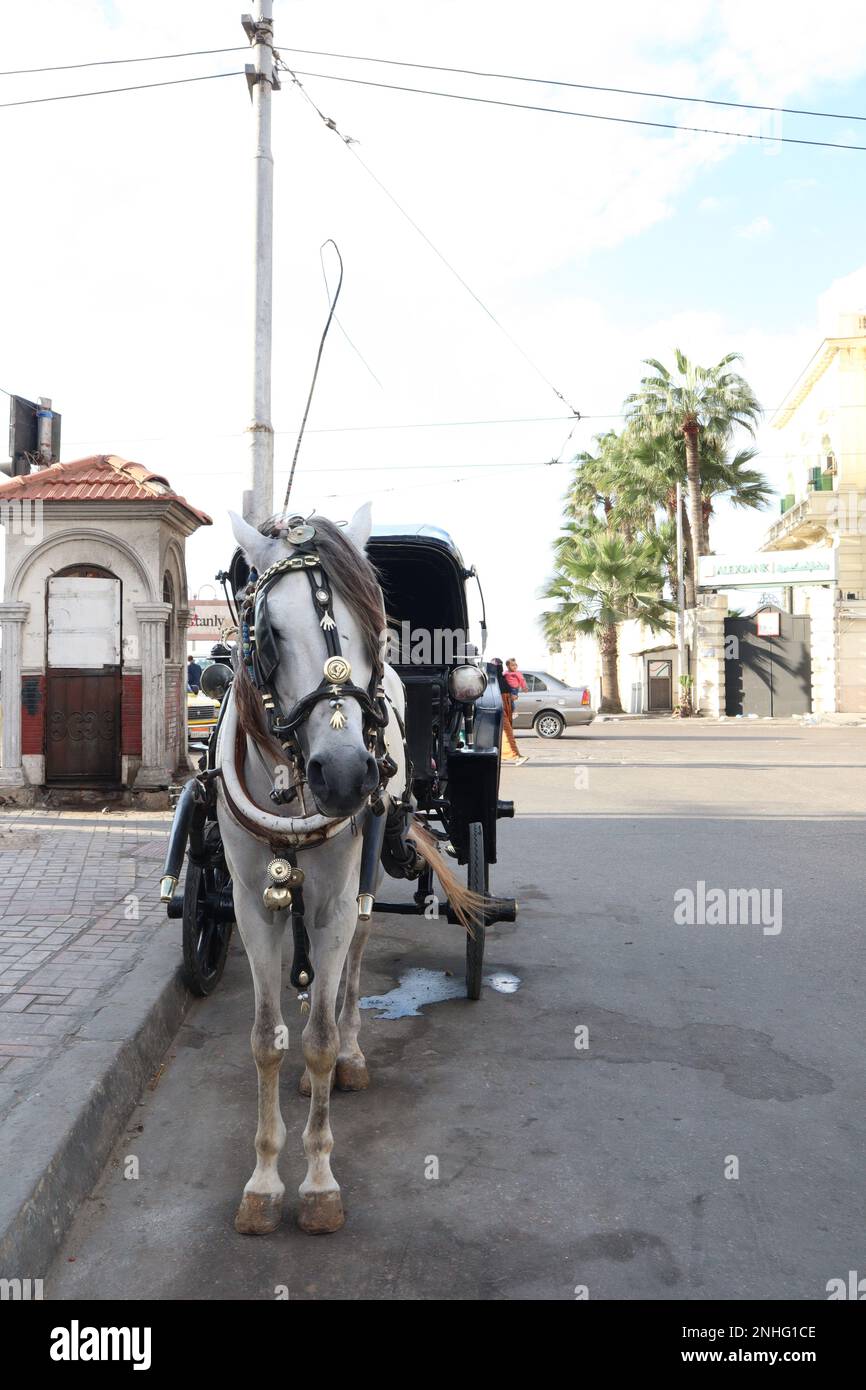 A horse car in the street Stock Photo - Alamy