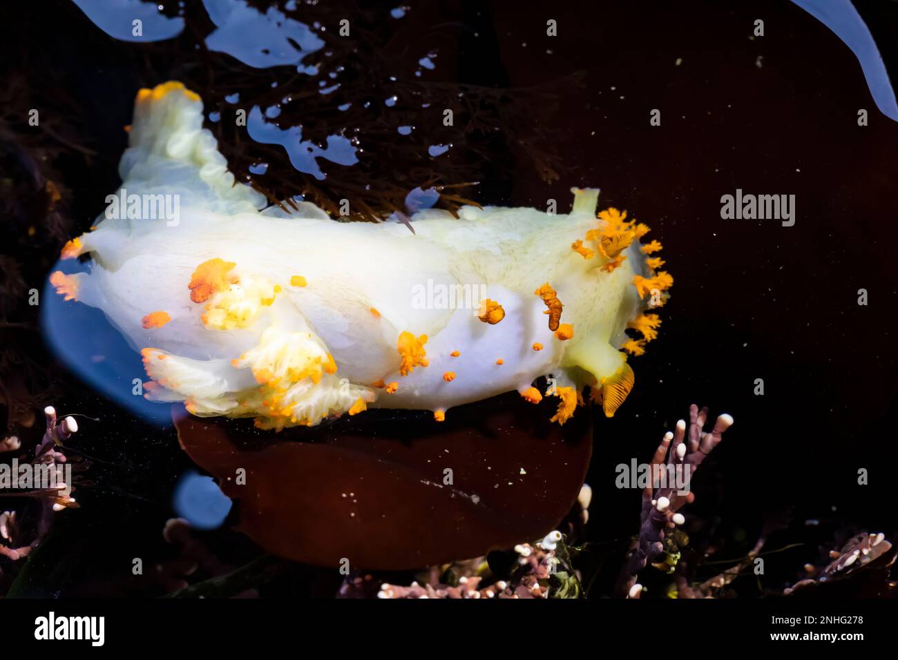 Modest Clown Dorid, Triopha modesta, in a Point of Arches tidepool in ...