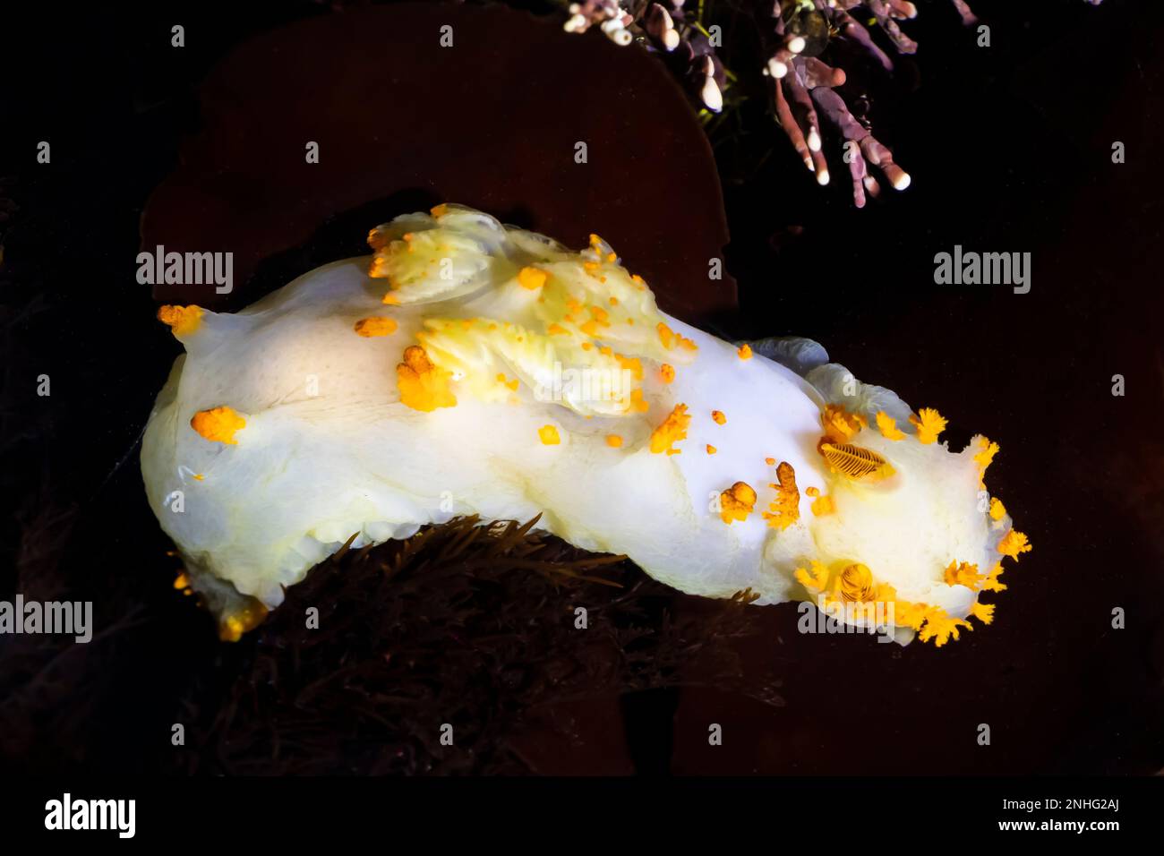 Modest Clown Dorid, Triopha modesta, in a Point of Arches tidepool in ...