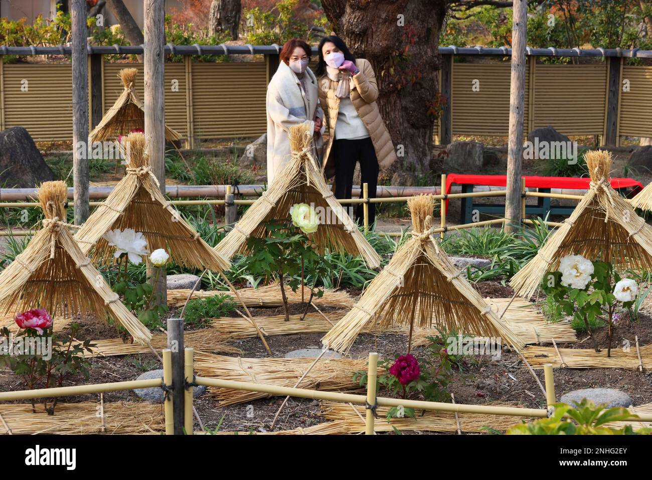 The flowers of peony (Paeonia × suffruticosa) are in full bloom at the ...