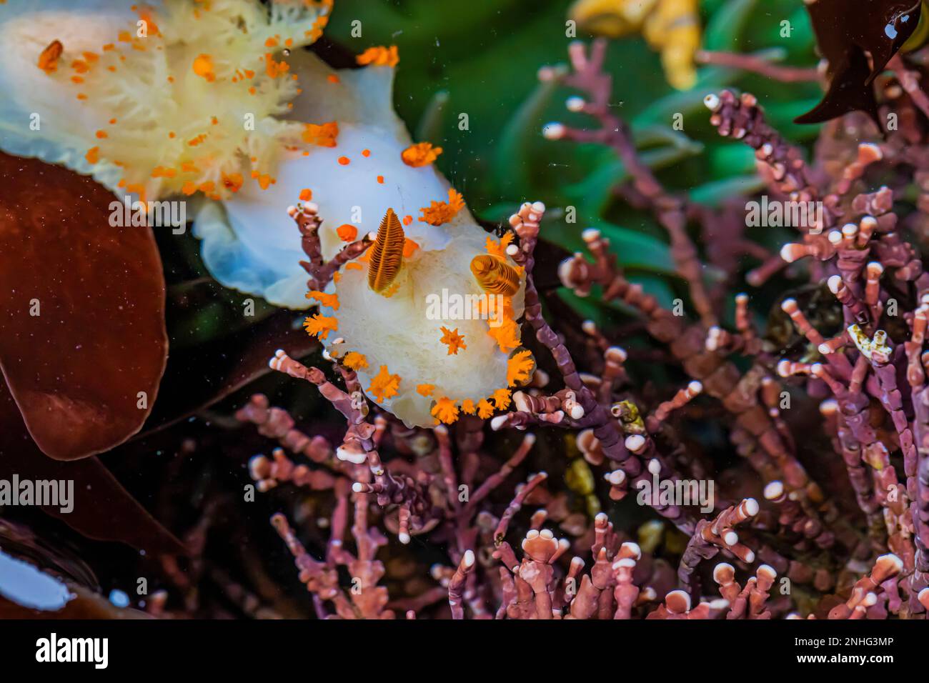 Reciprocal hermaphrodites hi-res stock photography and images - Alamy