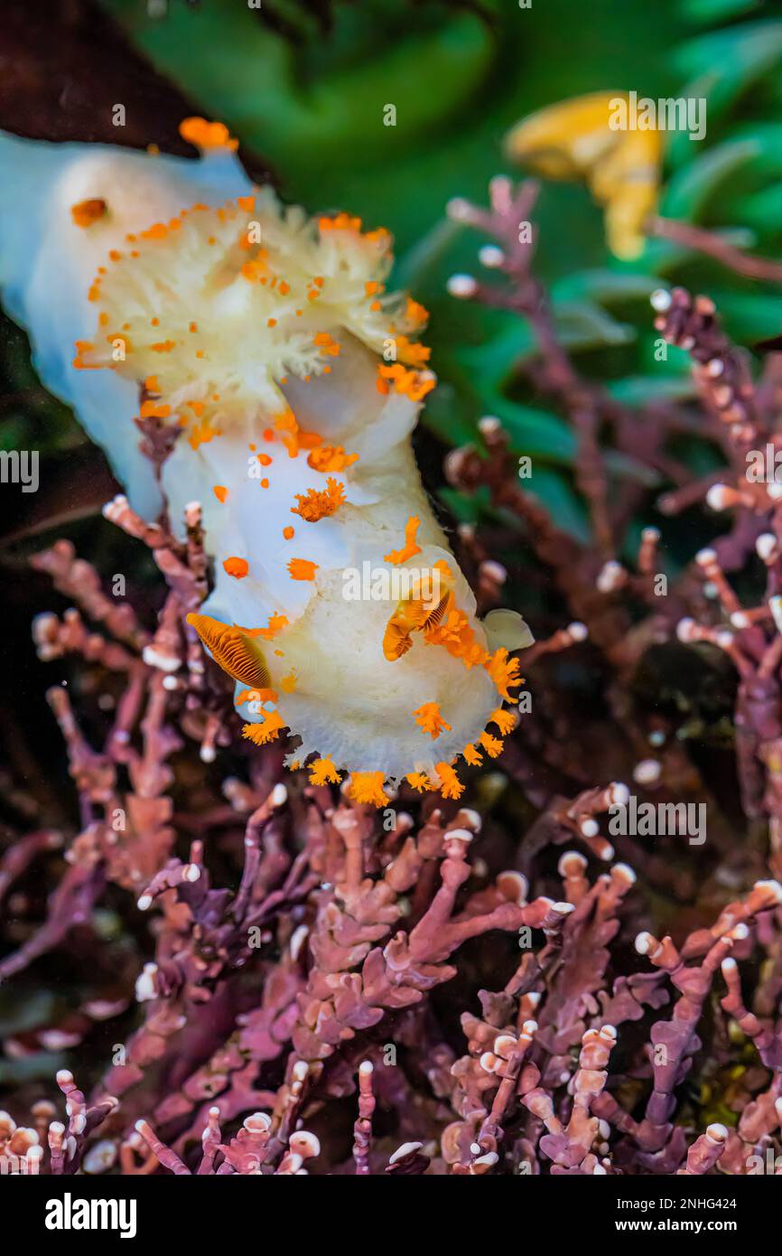 Modest Clown Dorid, Triopha modesta, in a Point of Arches tidepool in ...