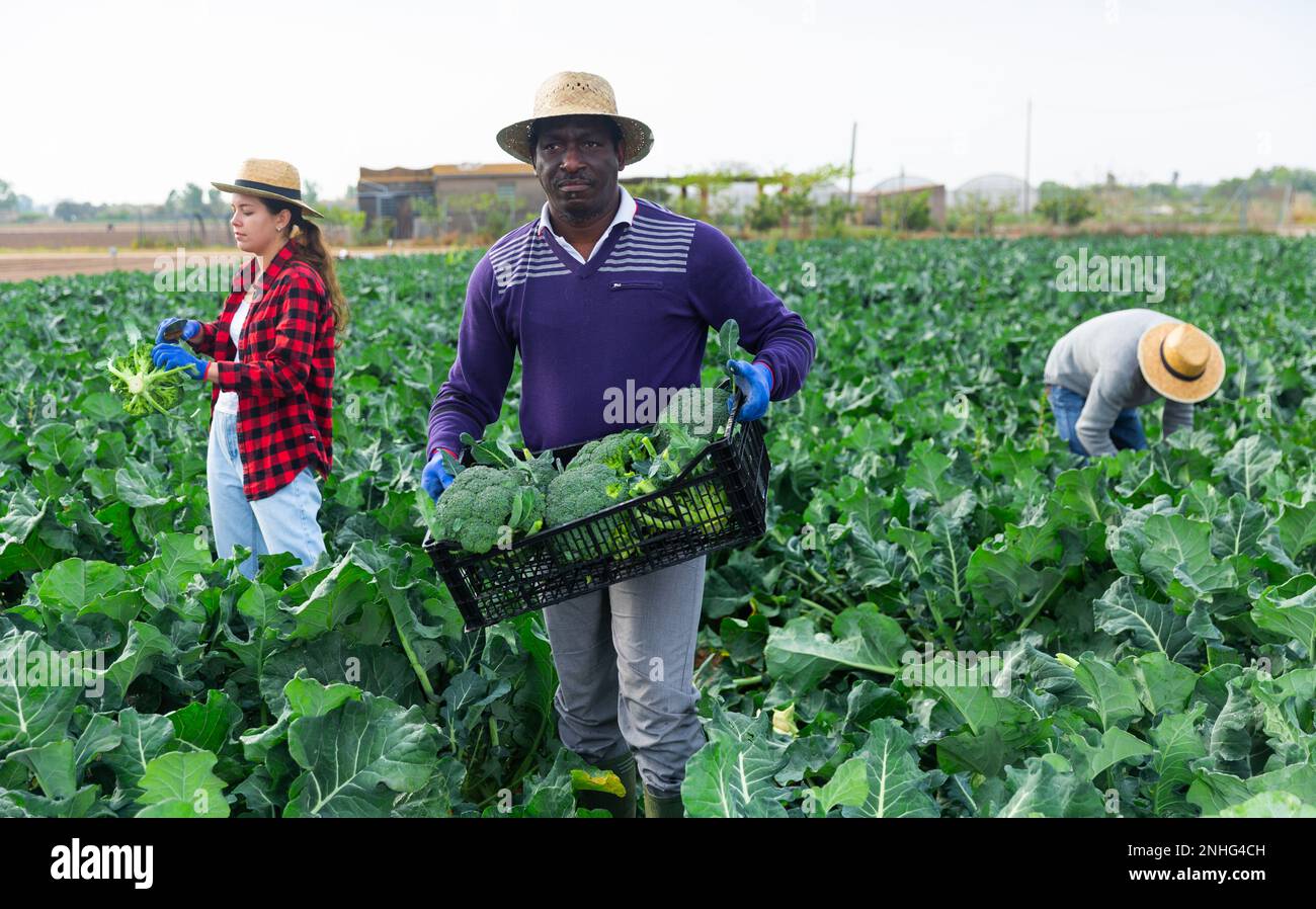 Afro american farmer picking organic broccoli in crates Stock Photo - Alamy