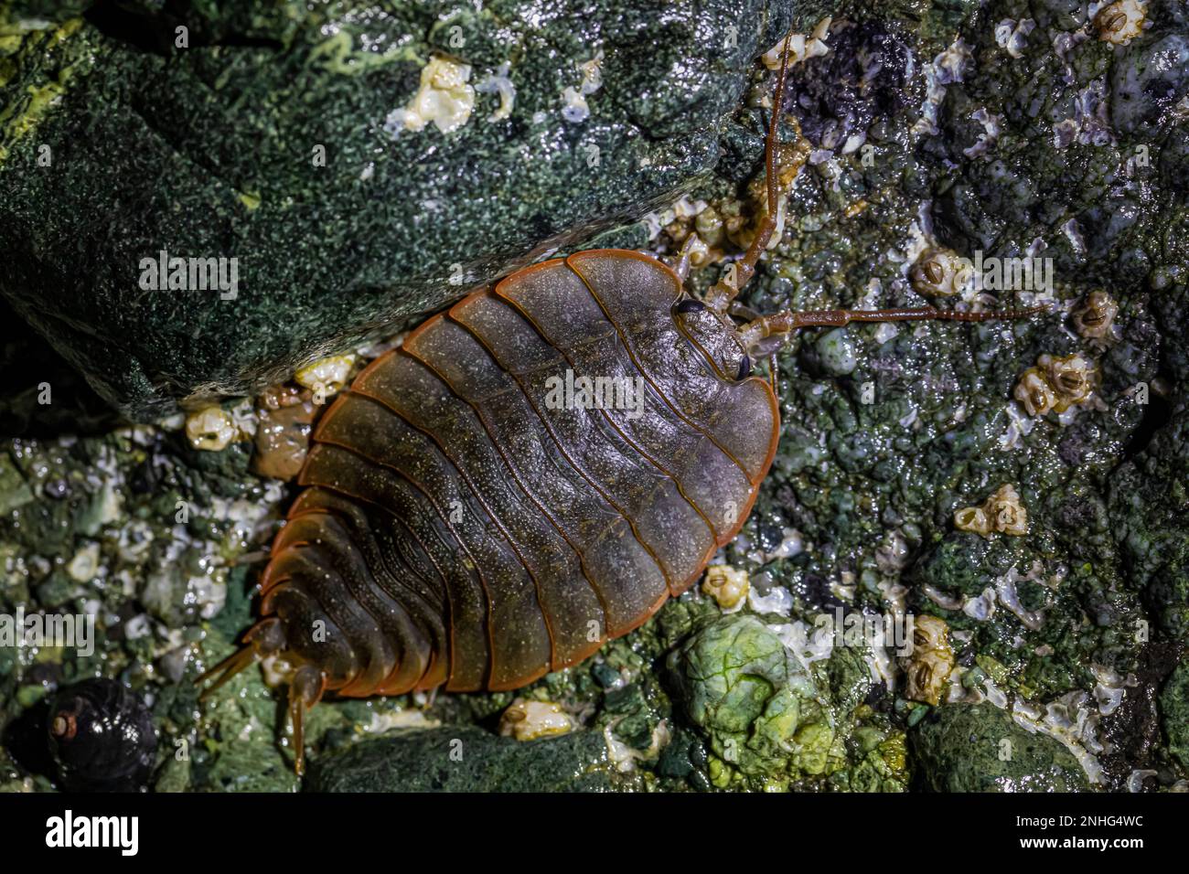 Common Rock Louse, Ligia Pallasii, at Point of Arches in Olympic ...