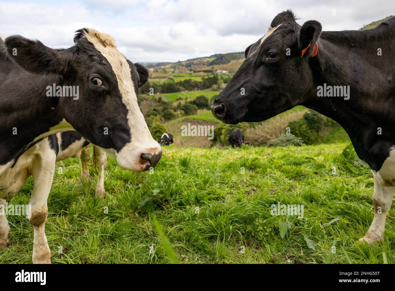 Cute cows at the Azores islands, on pasture, view to the ocean Stock ...