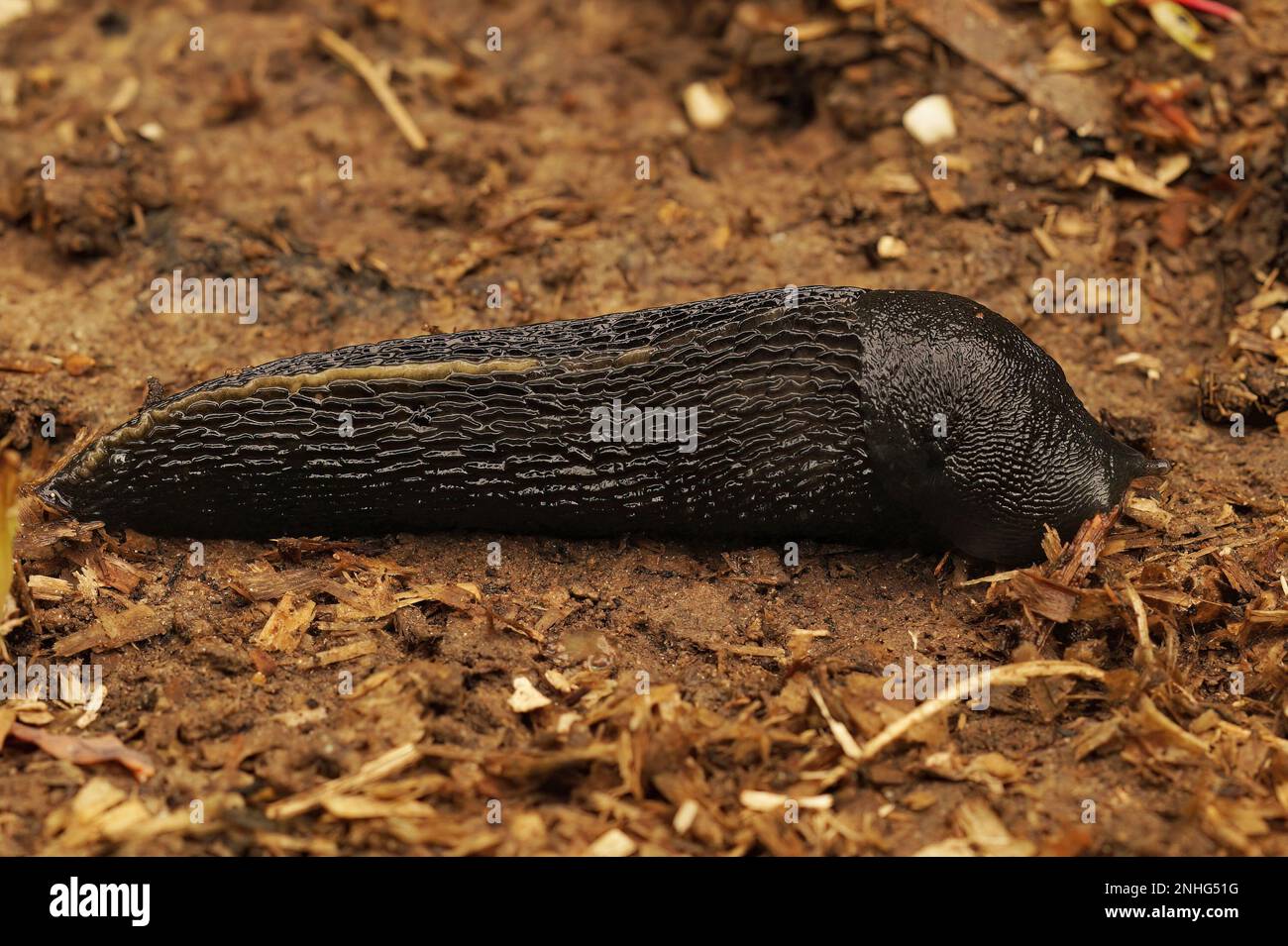 Closeup on a large slmiy, air-breathing ash-black land slug, Limax cinereoniger Stock Photo - Alamy