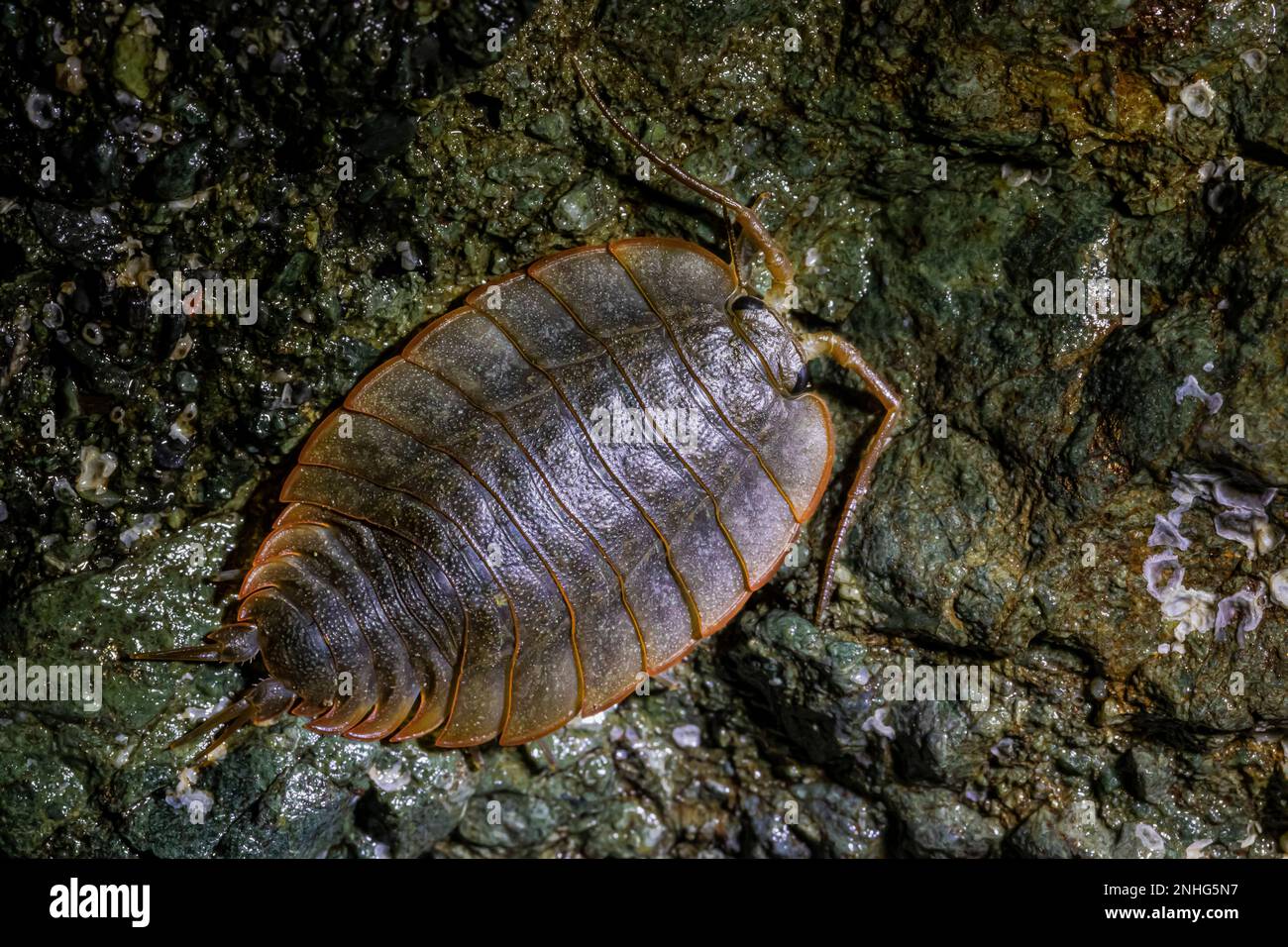 Common Rock Louse, Ligia Pallasii, at Point of Arches in Olympic ...