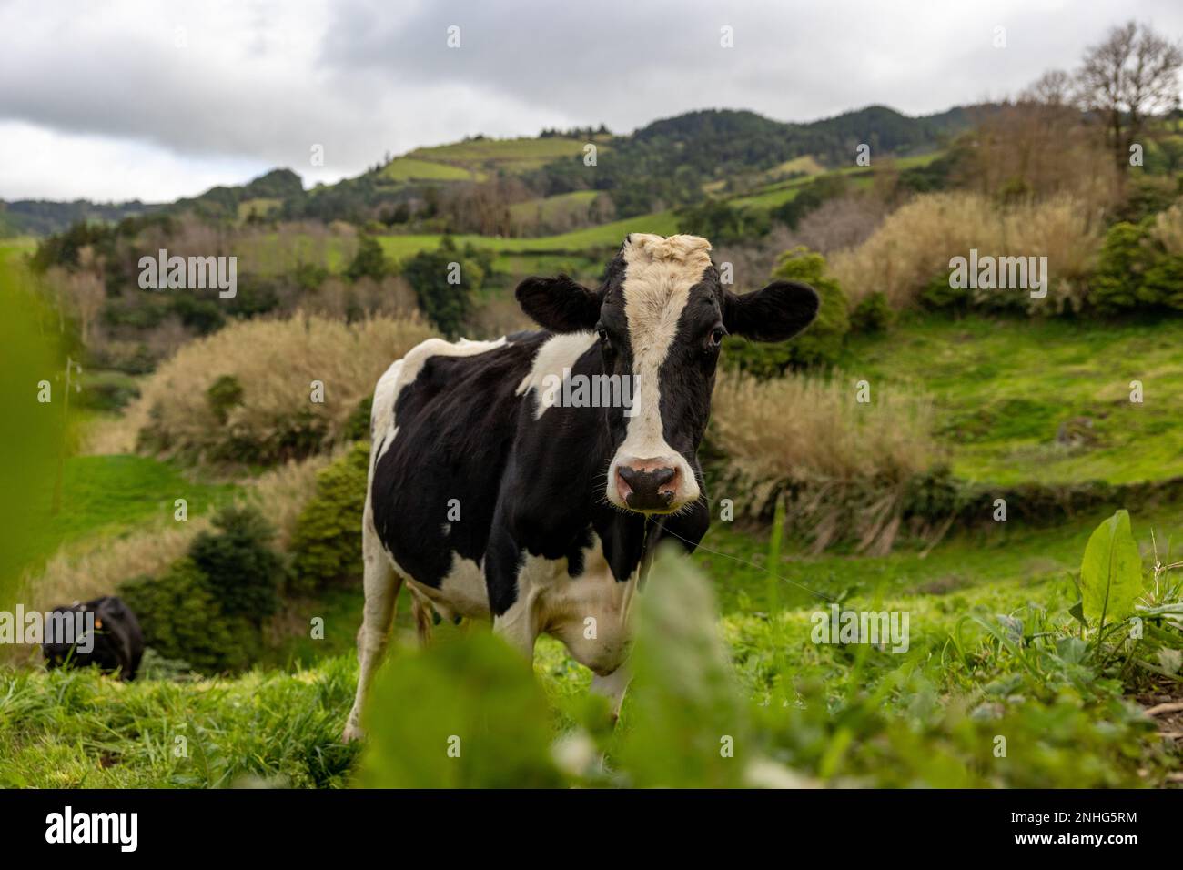 Cute cow at pasture with green grass, Azores islands, mountains with ...