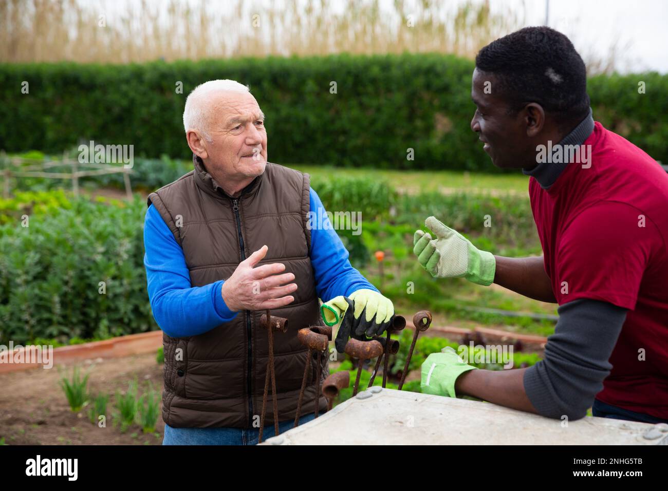 Two smiling gardeners talking together in garden Stock Photo - Alamy