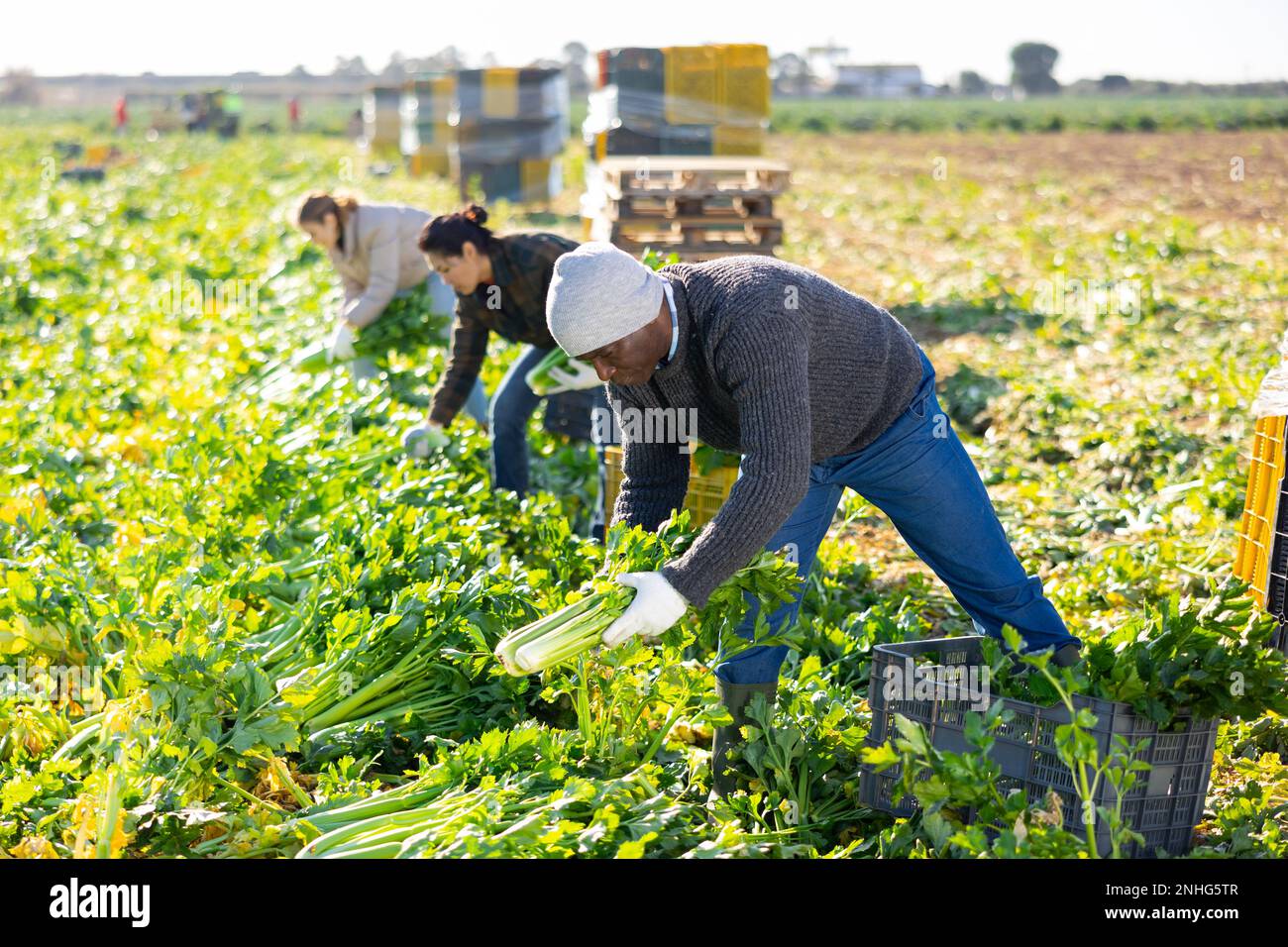 African american farm worker picking crop of celery on field in spring Stock Photo - Alamy