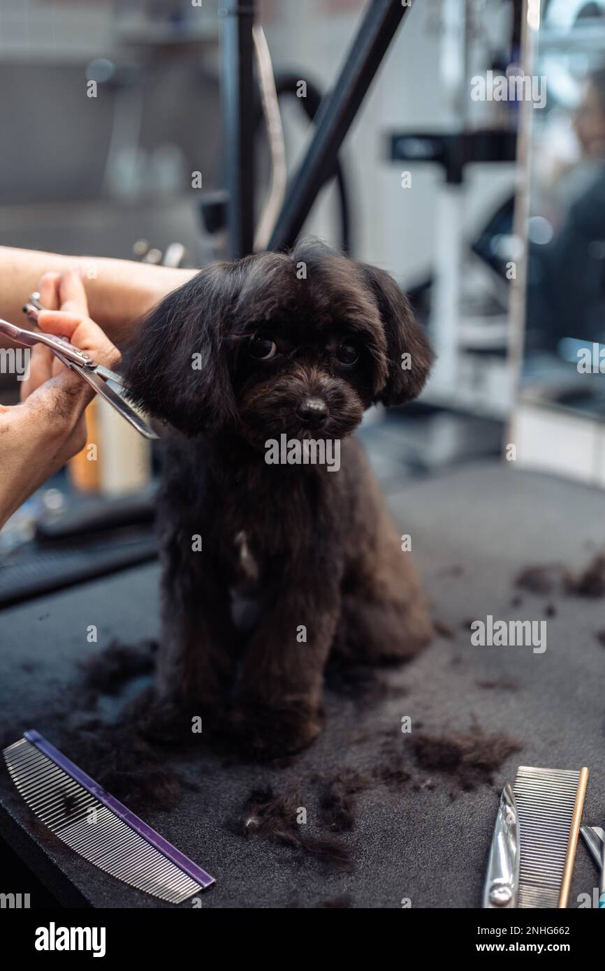 Funny dog and long hair and brush hi-res stock photography and images ...
