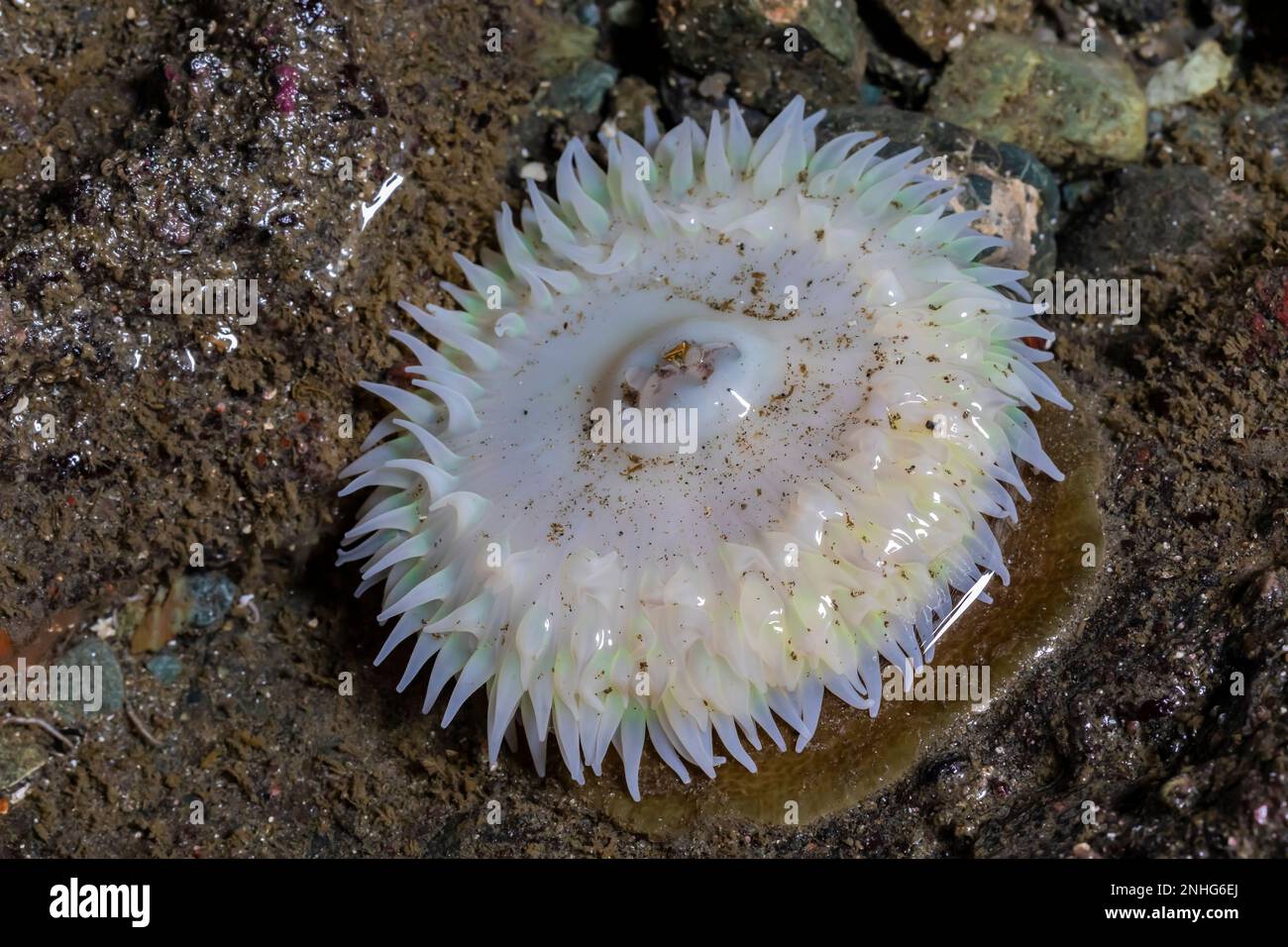 Mostly white (algal symbiont starved for sun) Giant Green Anemone at ...