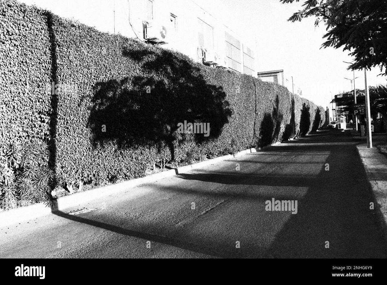 A tree shadow in black and white Stock Photo - Alamy