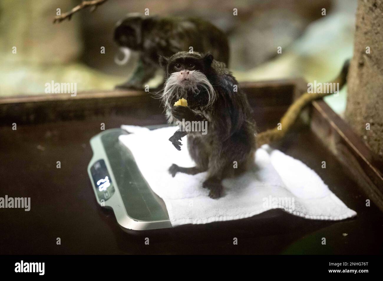 A caesarian tamarin stands on a scale at the 'Zoo am Meer' during the ...