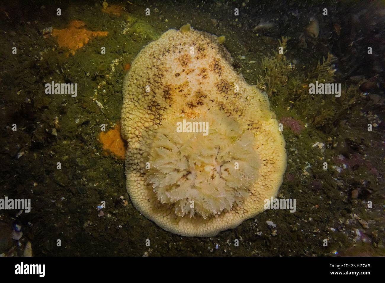 Giant freckled dorid hi-res stock photography and images - Alamy