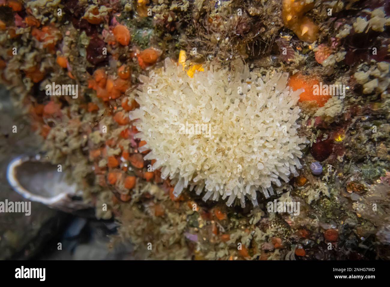 Lacey Ball Sponge, Leucosolenia eleanor, in a Point of Arches tidepool ...