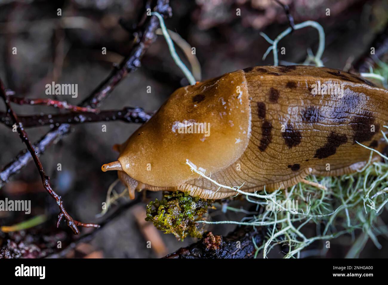 Pedal gland hi-res stock photography and images - Alamy