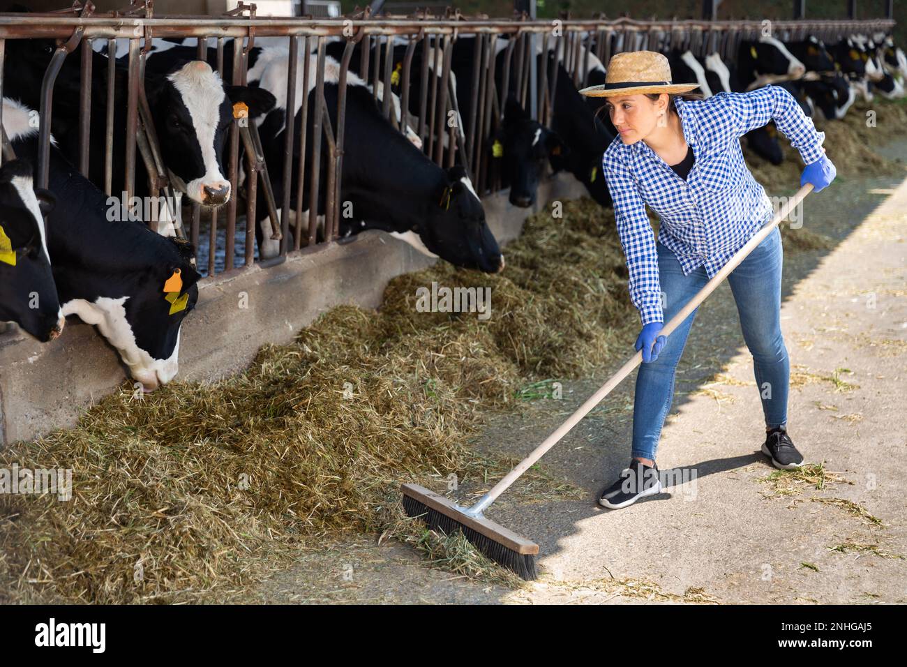 Female farmer working in stall, feeding cows Stock Photo - Alamy