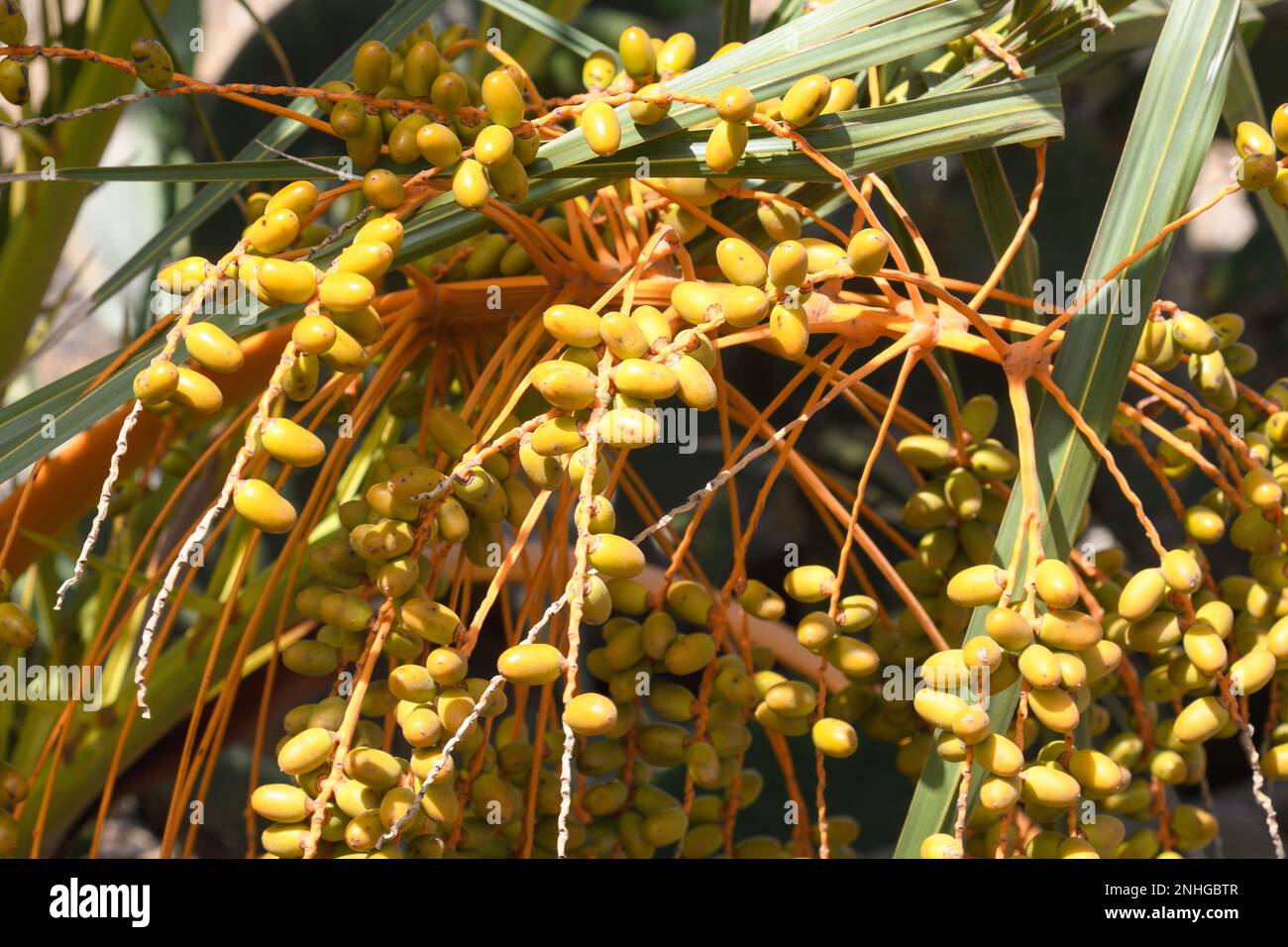 Detail of the dates of a date palm Stock Photo - Alamy