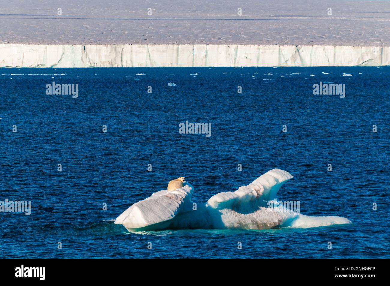 Large polar bear sitting on a small ice pack in the Arctic Circle ...