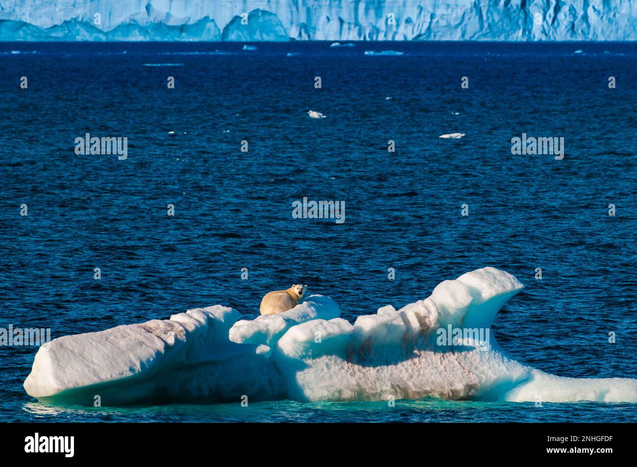Large polar bear sitting on a small ice pack in the Arctic Circle ...